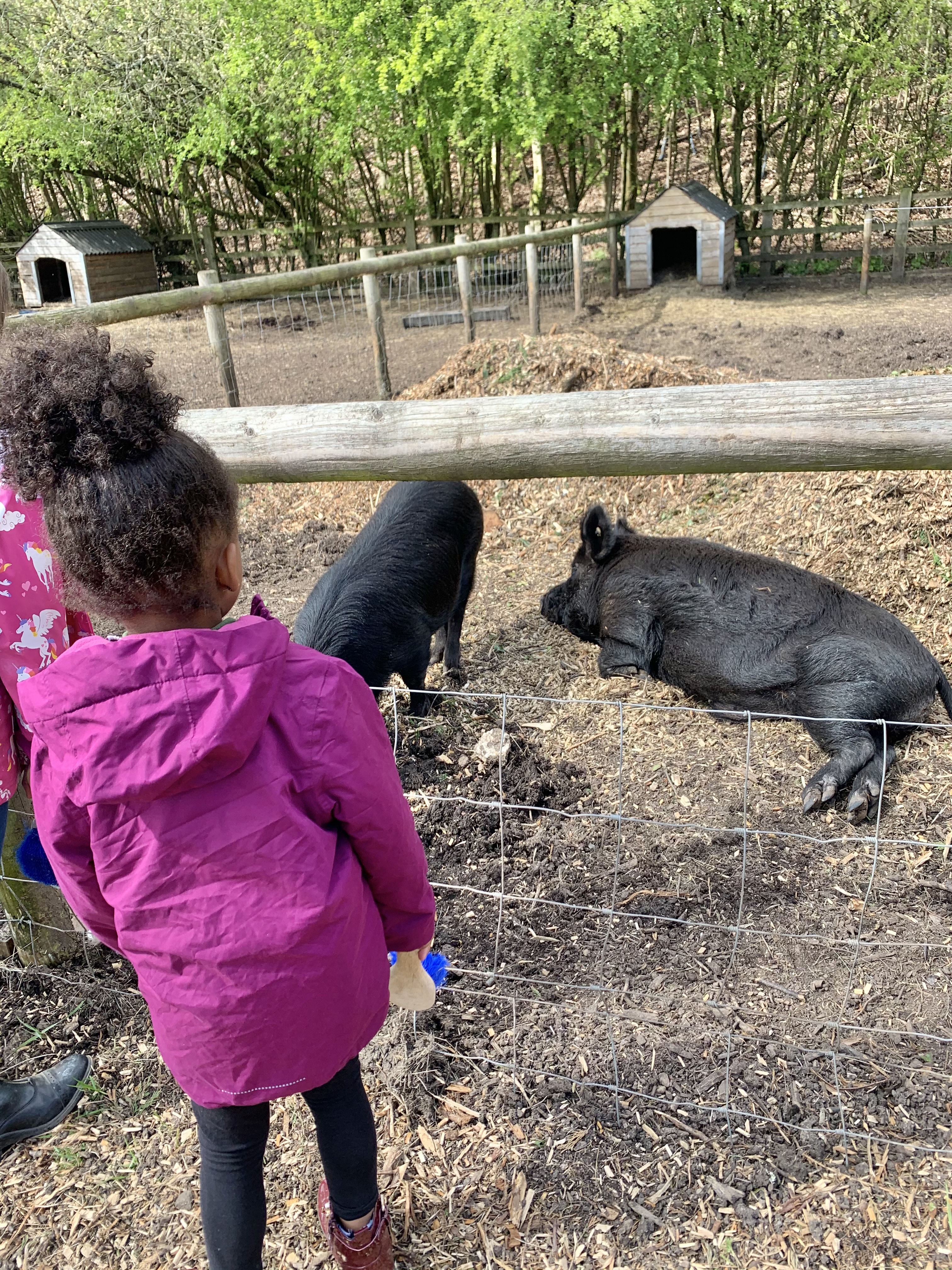 REVIEW: Exploring Kew Little Pigs – A Unique Animal Encounter – Kiddo ...